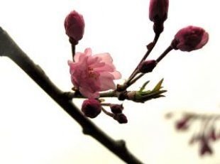 Cantece de primavara pentru copii – „Vine vine primavara” | Love Site